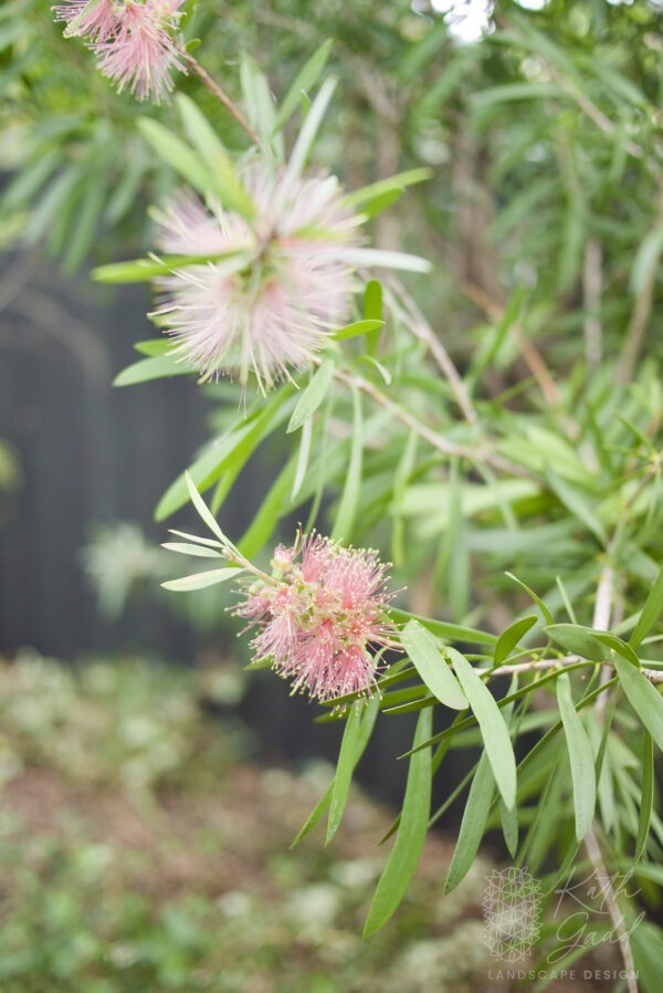 Woolooware – Kath Gadd Landscape Design