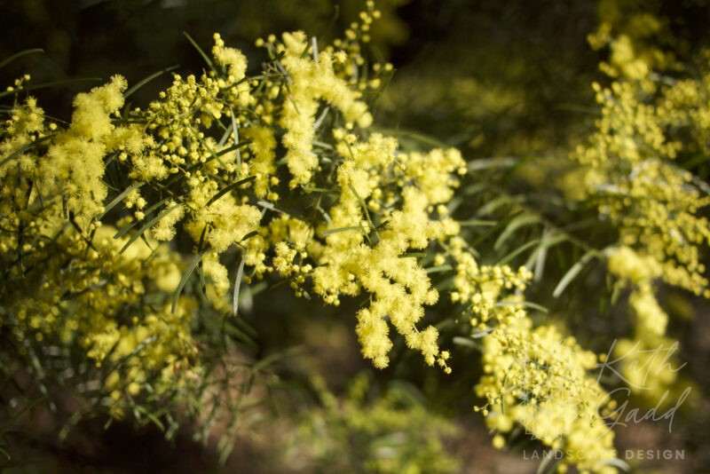 Happy National Wattle Day! – Kath Gadd Landscape Design