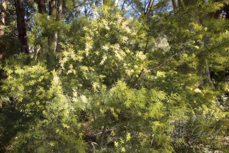 Happy National Wattle Day! – Kath Gadd Landscape Design