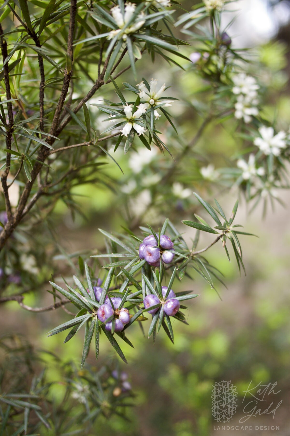 New Beginnings on Kunanyi – Kath Gadd Landscape Design