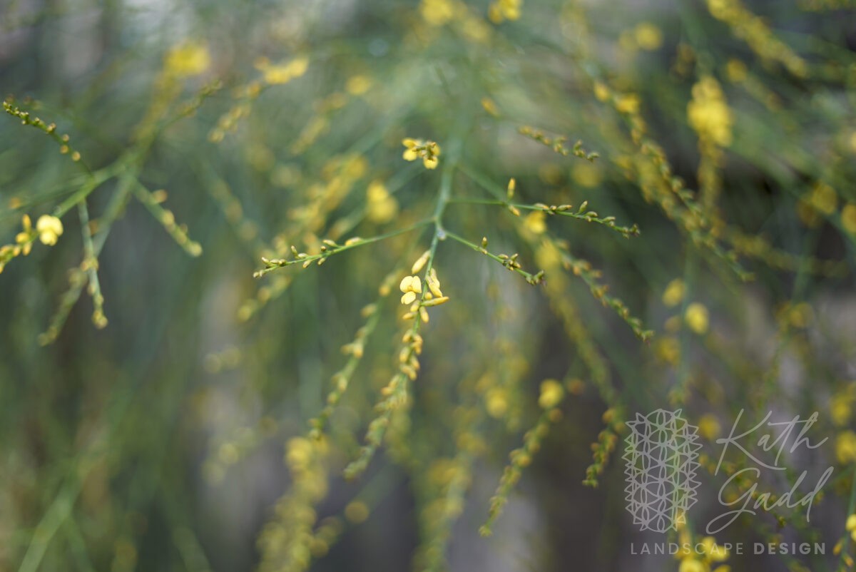 I am in love with Viminaria juncea … – Kath Gadd Landscape Design