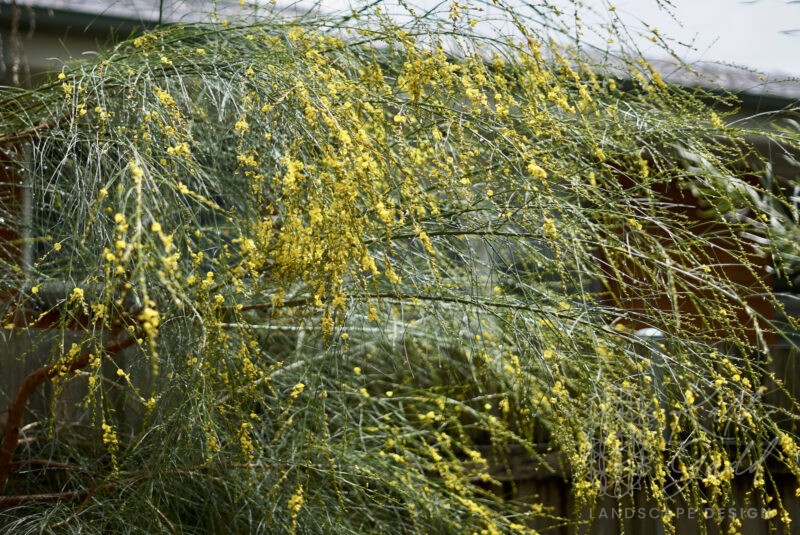 I am in love with Viminaria juncea … – Kath Gadd Landscape Design