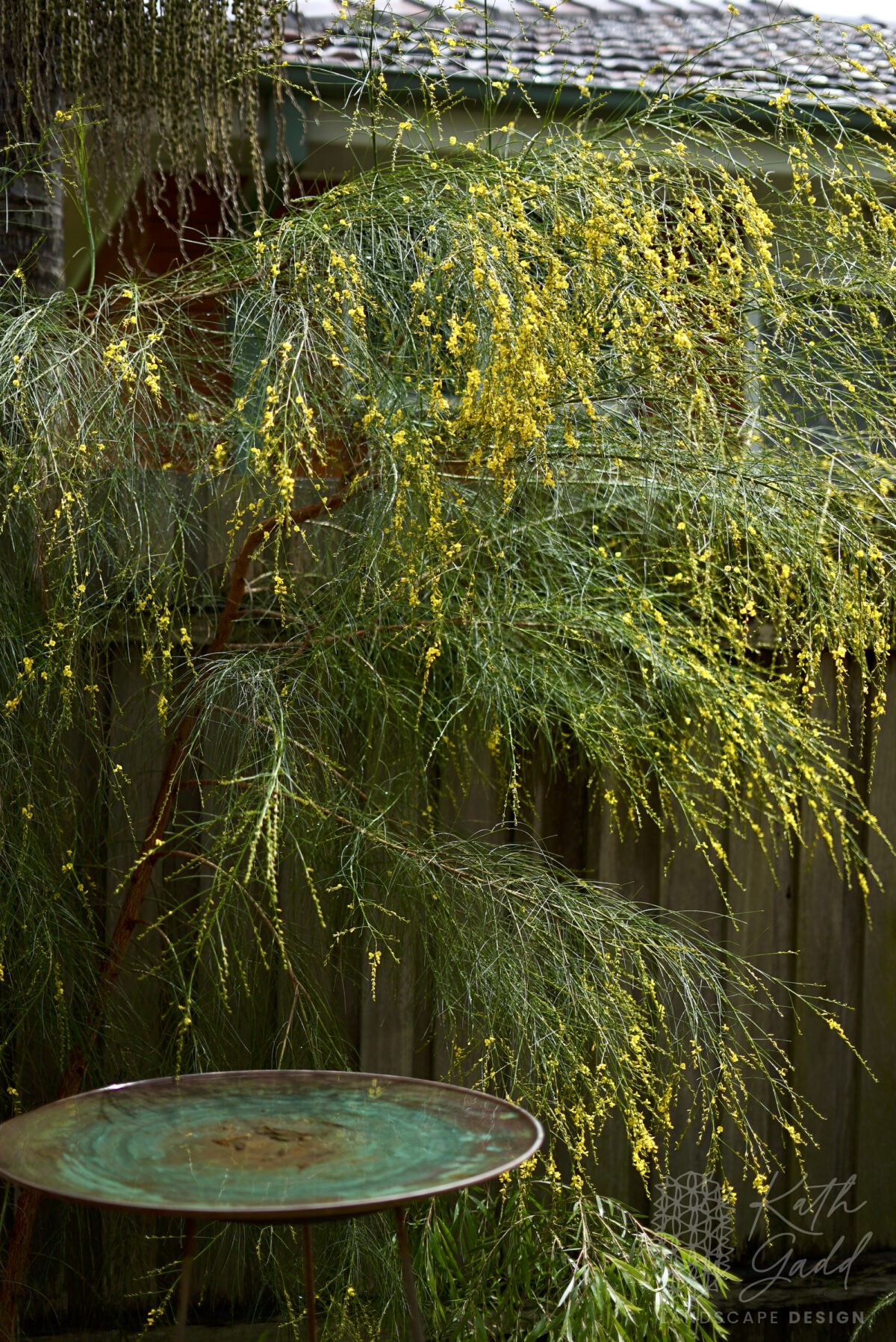 I am in love with Viminaria juncea … – Kath Gadd Landscape Design
