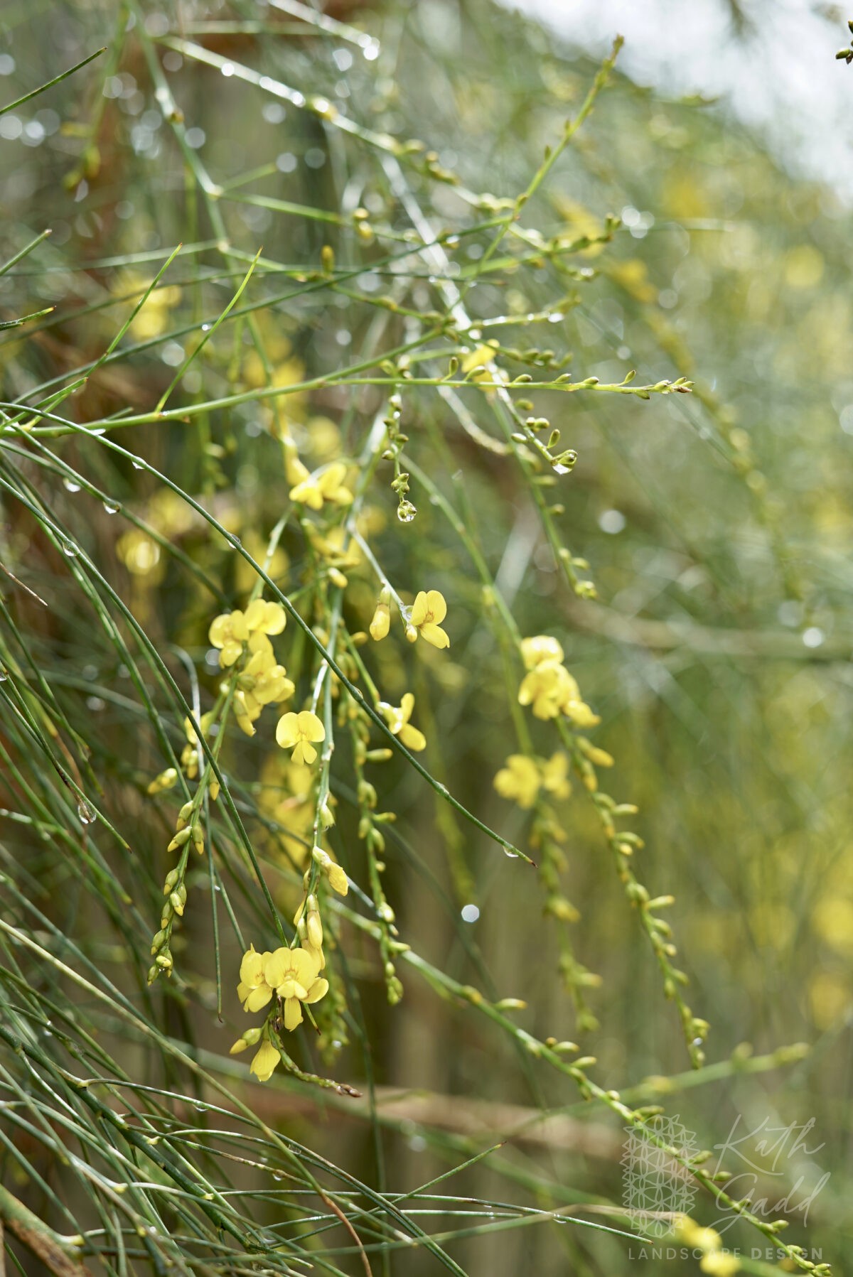 I am in love with Viminaria juncea … – Kath Gadd Landscape Design
