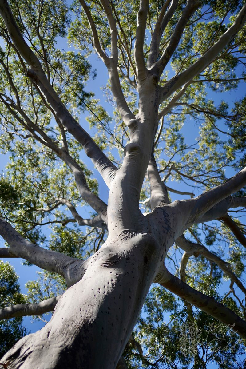 Celebrating Corymbia citriodora on National Eucalyptus Day! – Kath Gadd ...