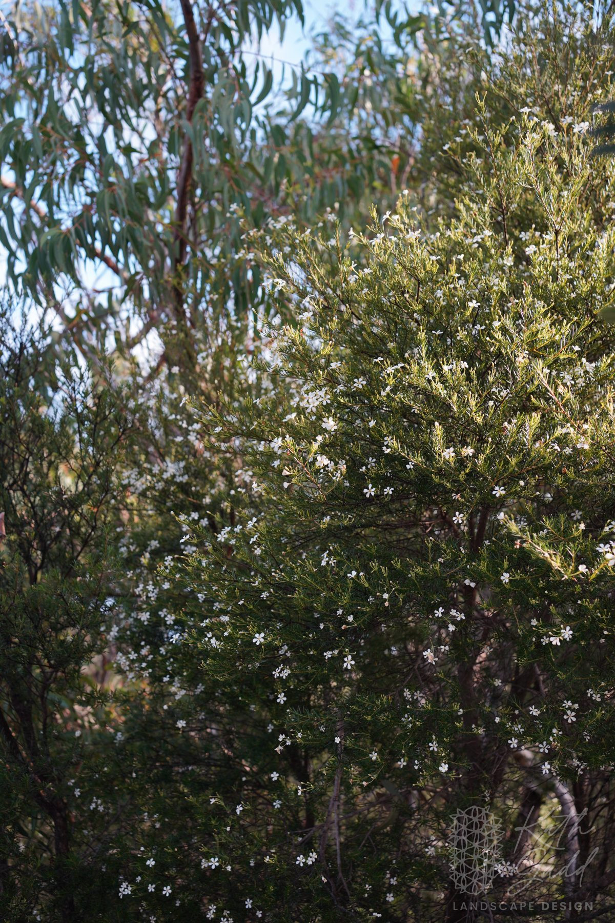 Wallum Wandering – Kath Gadd Landscape Design