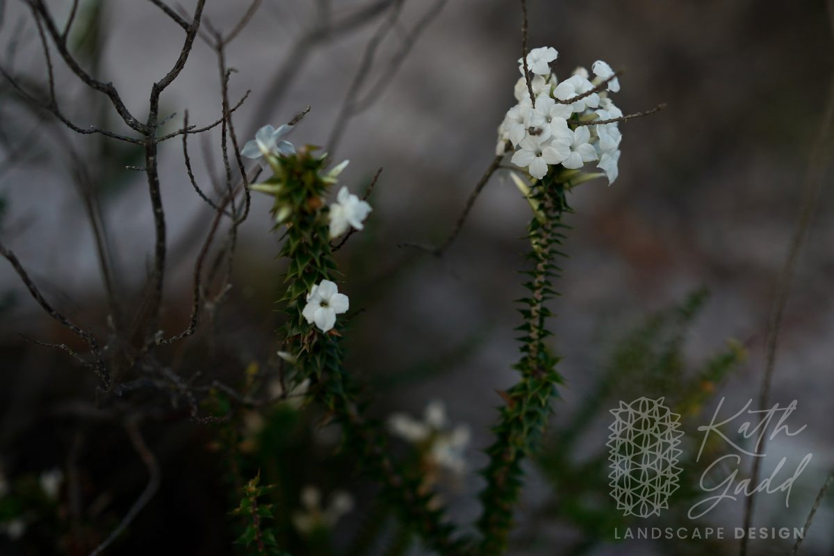 Wallum Wandering – Kath Gadd Landscape Design