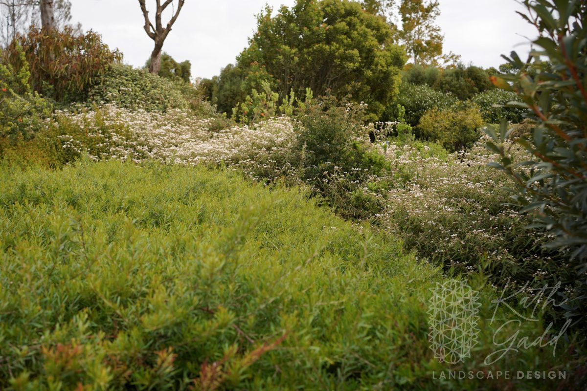 Layers of Texture in Cranbourne Botanical Garden – Kath Gadd Landscape ...