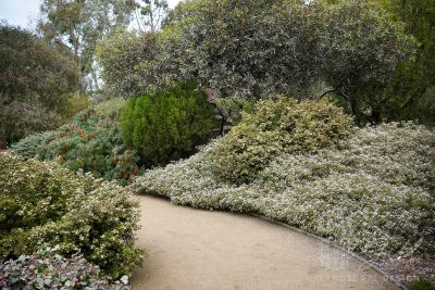 Layers of Texture in Cranbourne Botanical Garden – Kath Gadd Landscape ...