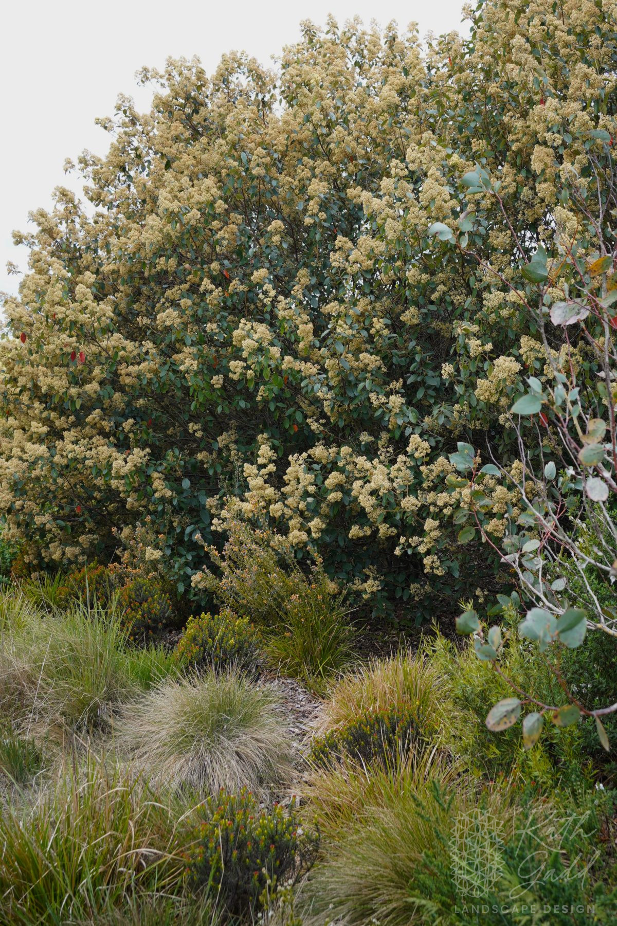 Layers of Texture in Cranbourne Botanical Garden – Kath Gadd Landscape ...