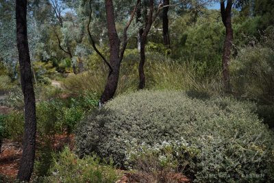 Layers of Texture in Cranbourne Botanical Garden – Kath Gadd Landscape ...
